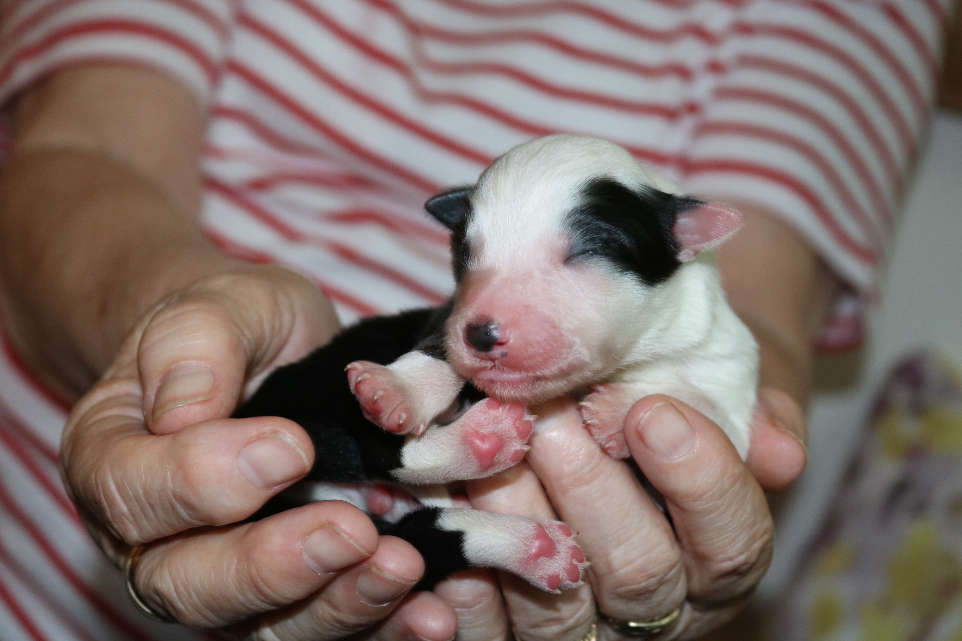 Guide to Contacting a Dog Breeder - Dentbros Dogs