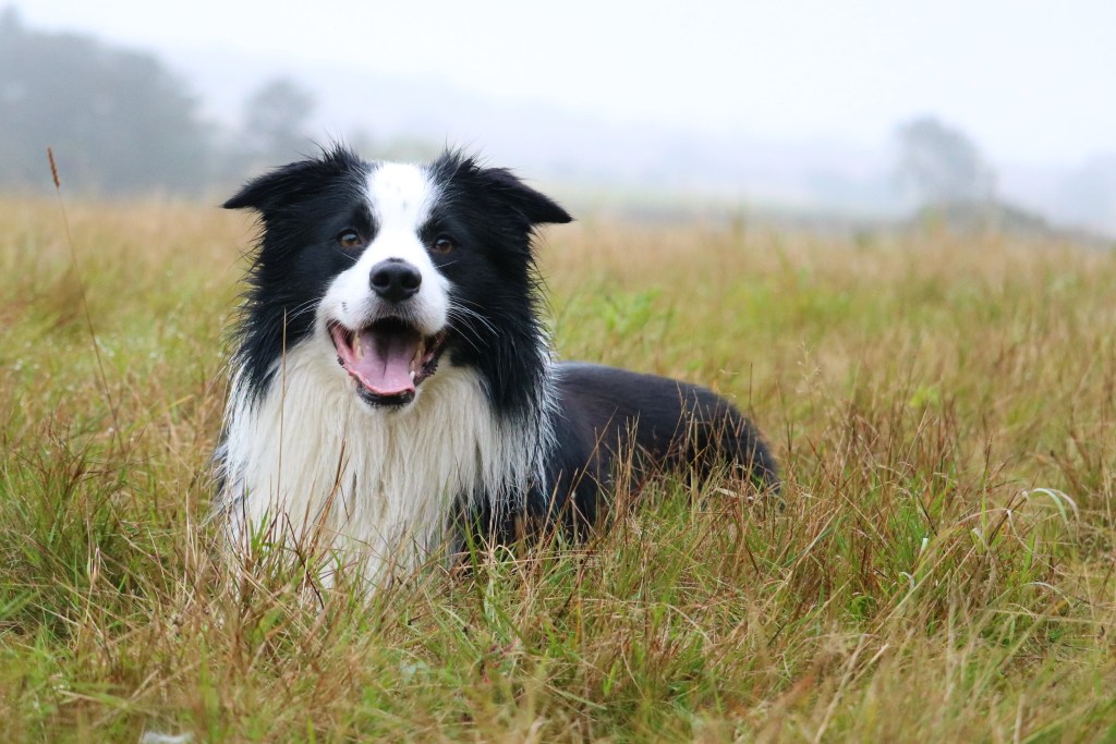 AYWYP: Week 48 - Temperament in Dogs - Dentbros Dogs